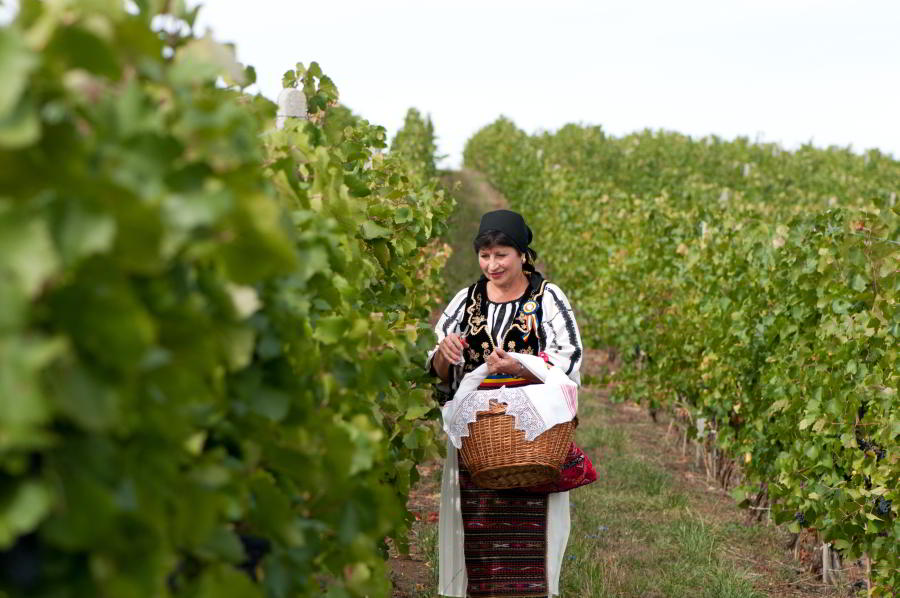 România, pe harta vinului - Pagini Romanesti